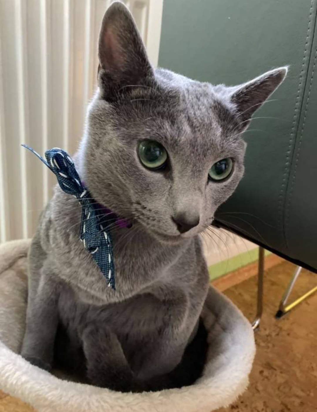 Koťátka z vrhu „C“- Calimero, Cora, Cleofas – Sirimal Cat,CZ – Ruská ...